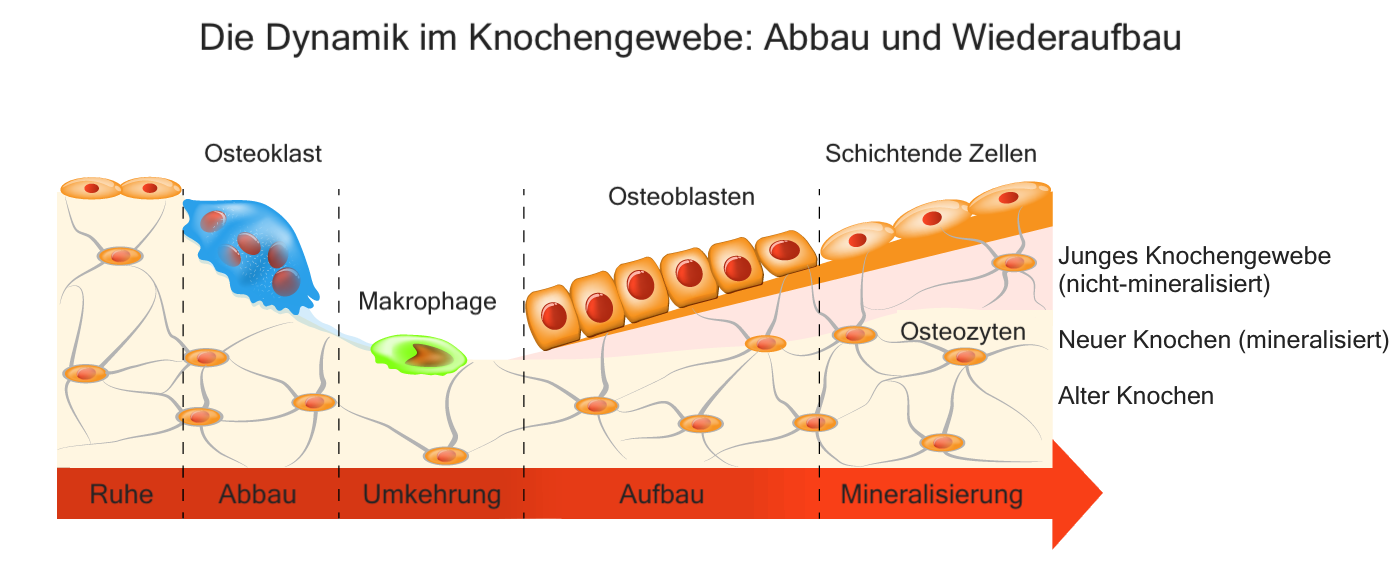 Warum ist Bewegung wichtig für die Knochen? - Synofit
